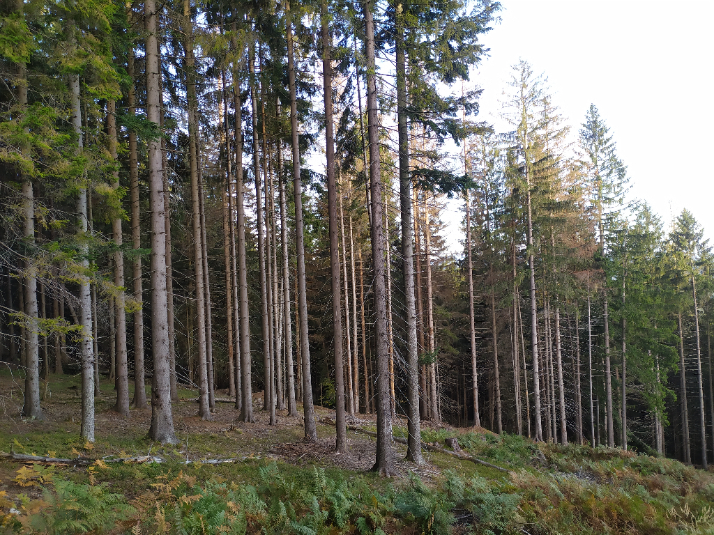 Inzeráty - Lesníctvo - Ťažba dreva | LesMedium.sk - Stránka lesníkov ...