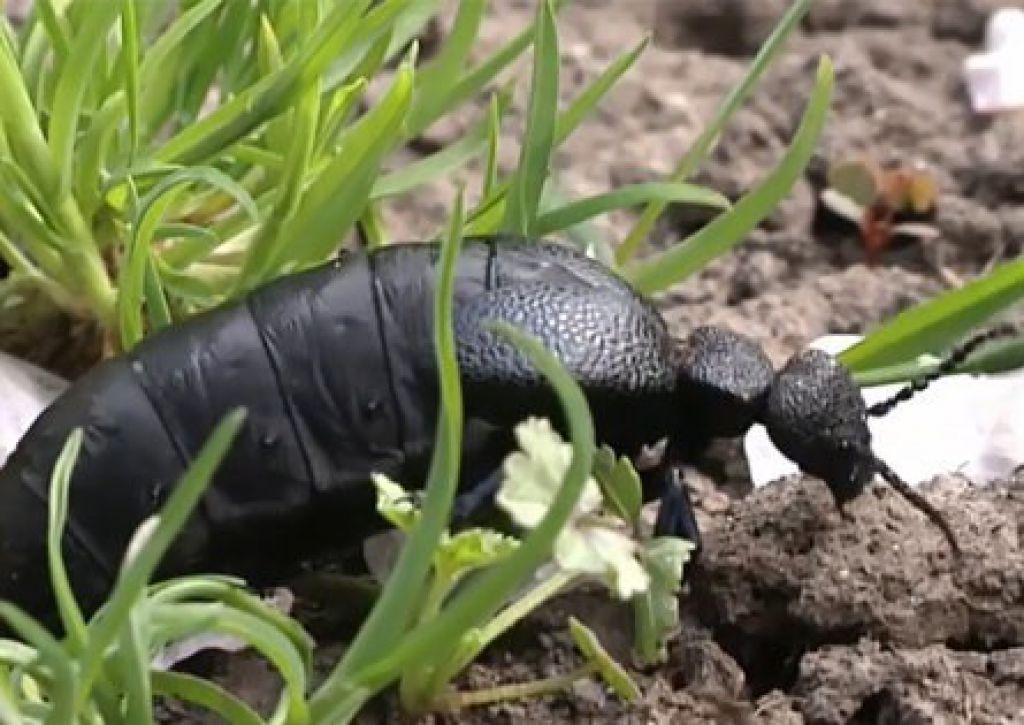 Jedovaté chrobáky | LesMedium.sk - Stránka lesníkov, majiteľov a ...